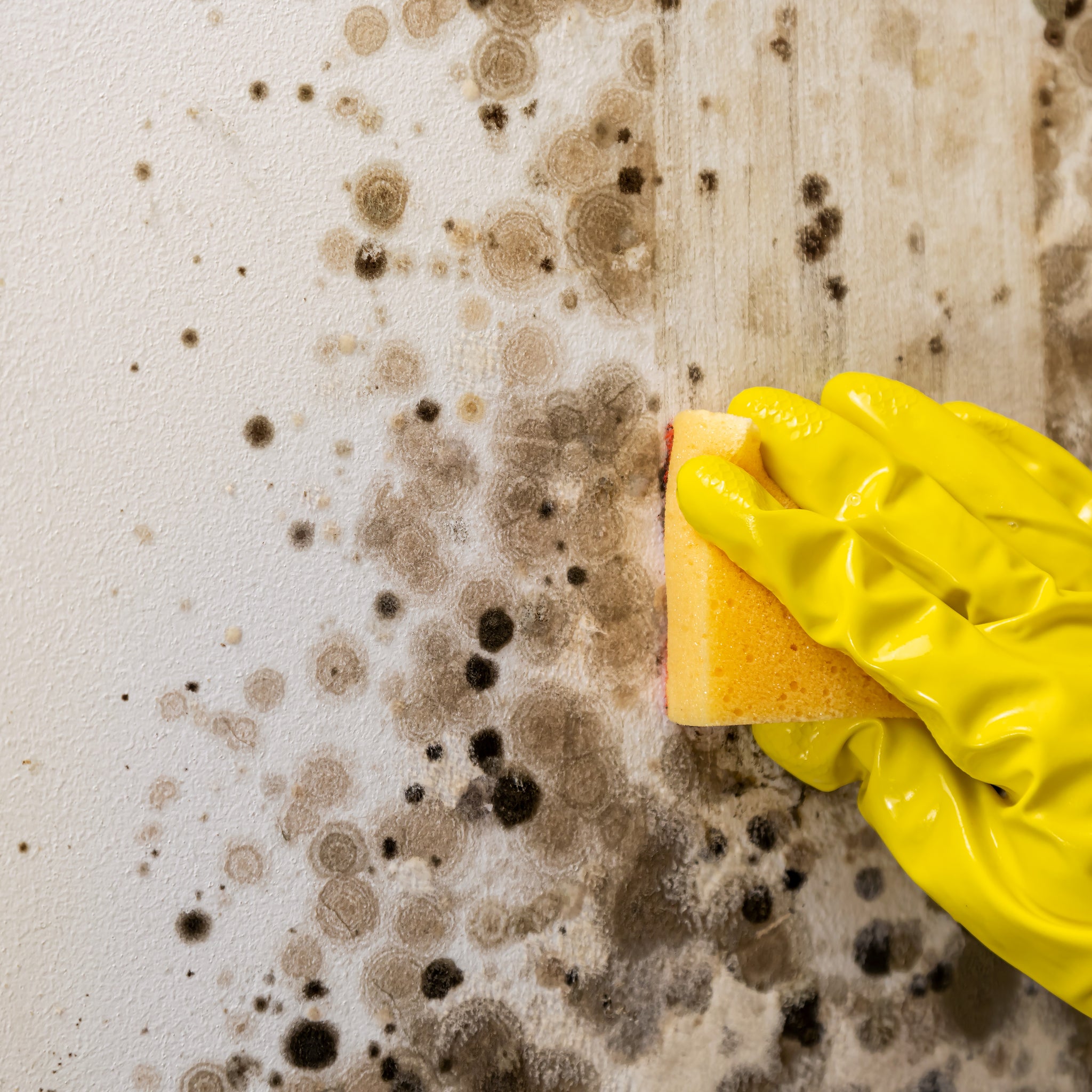 Anti-Mold Solution set – Prime-Living Online Store